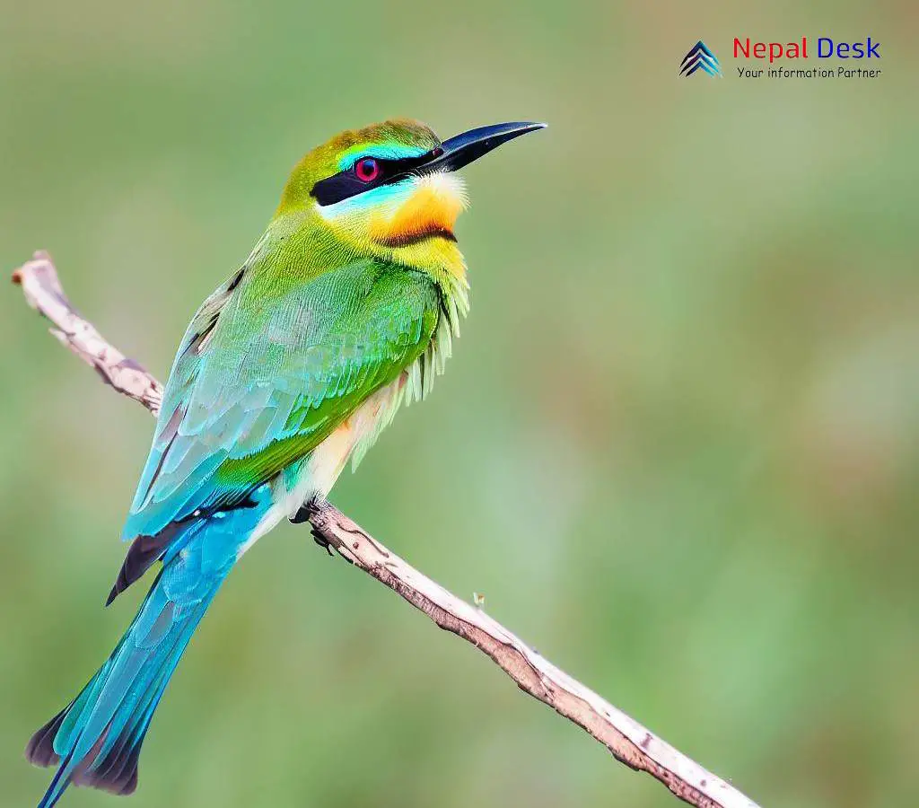 The Blue-tailed Bee-eater: An Array of Colours | Nepal Desk